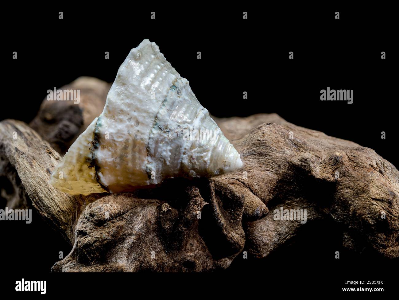 Close-up of a white and gray seashell with intricate textures, resting ...