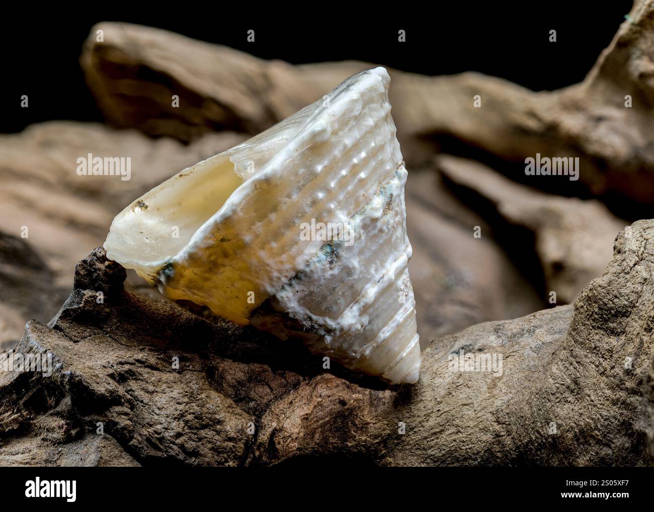 Close-up of a white and gray seashell with intricate textures, resting ...