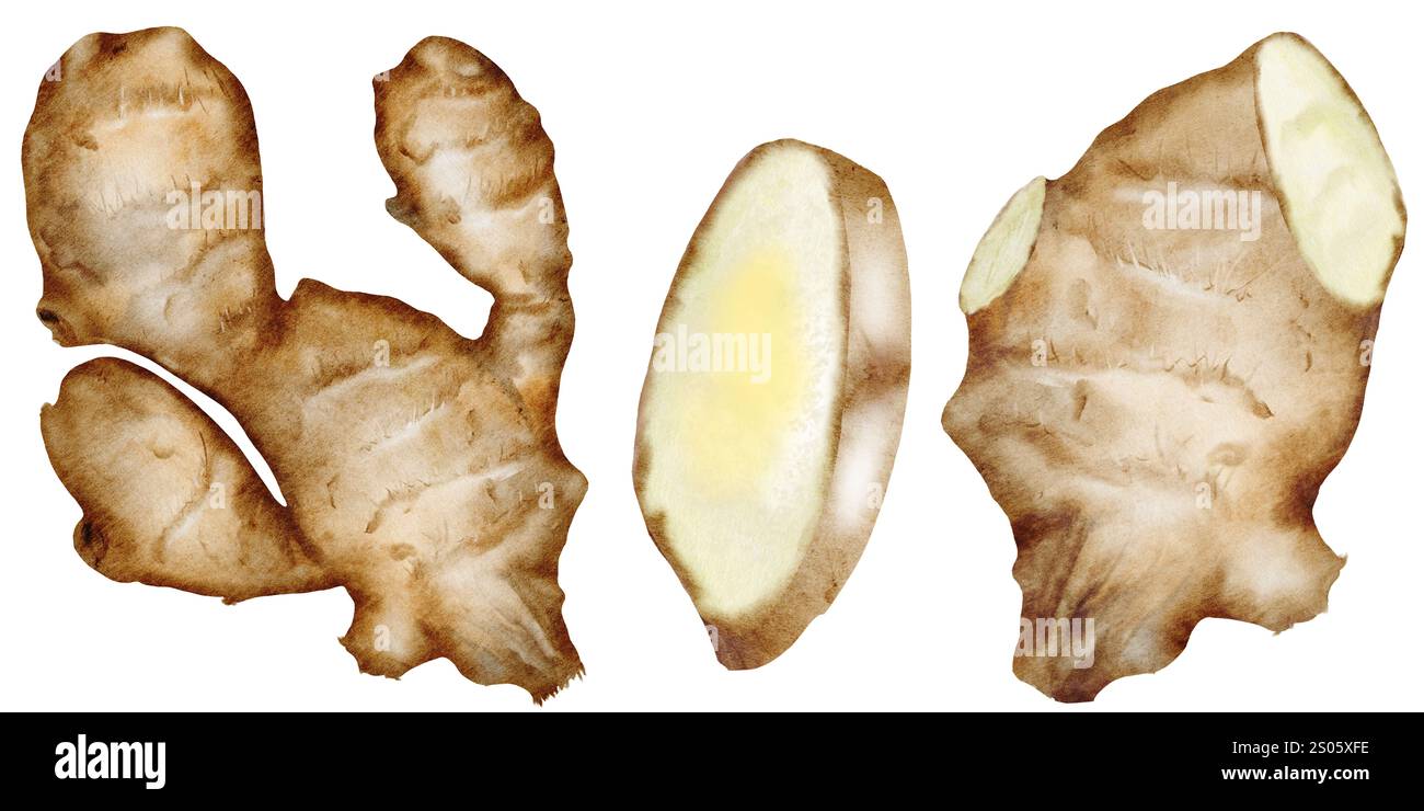 Ginger watercolor set. Hand drawn hot root on isolated white background ...