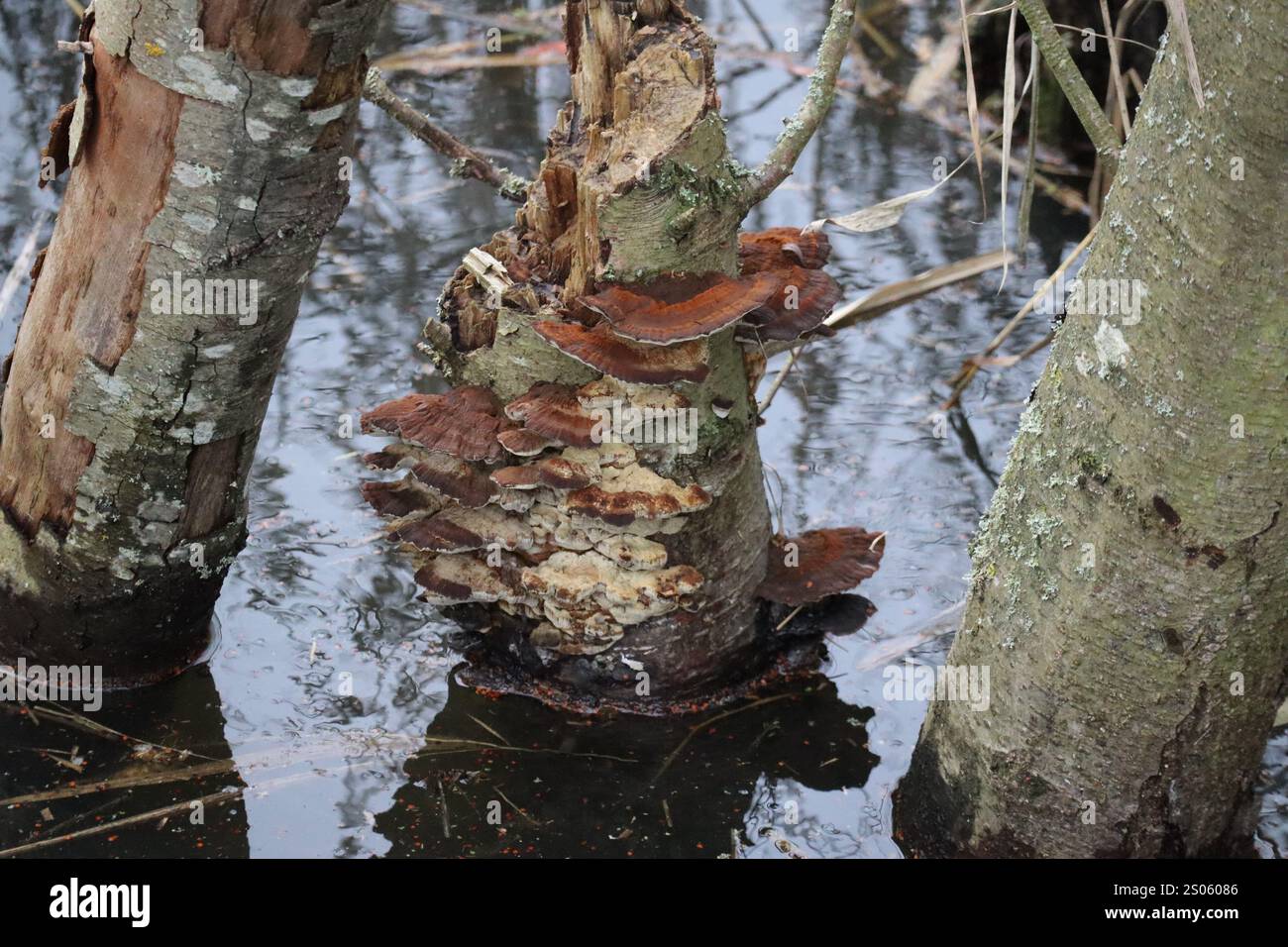 Blushing bracket hi-res stock photography and images - Alamy