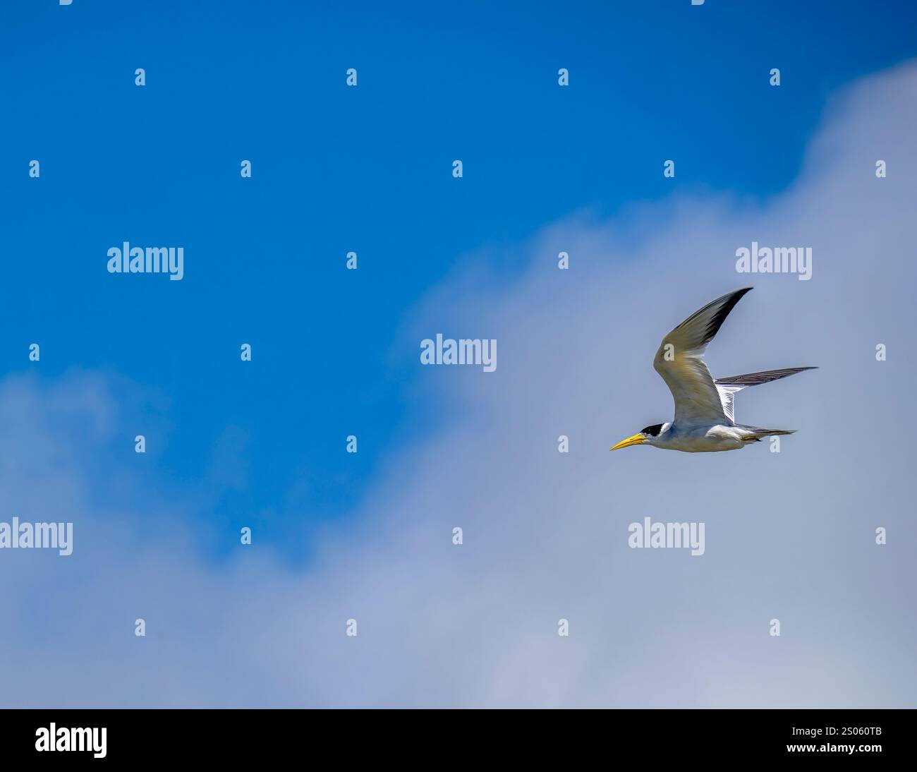 A large-billed tern (Phaetusa simplex) in flight. Photographed in the ...