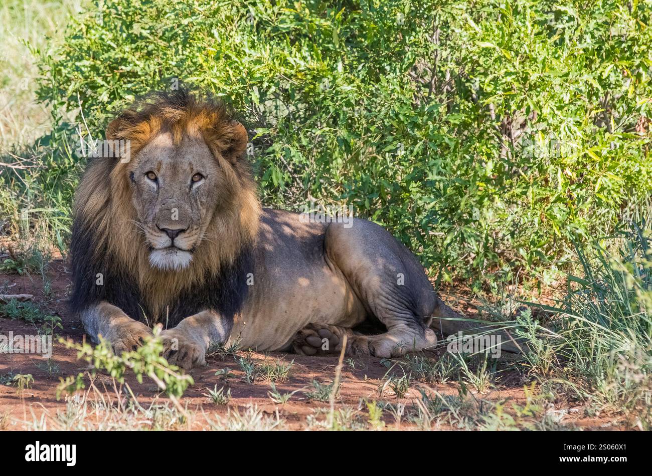 The lions (Panthera leo) are one of the most important parts of African ...