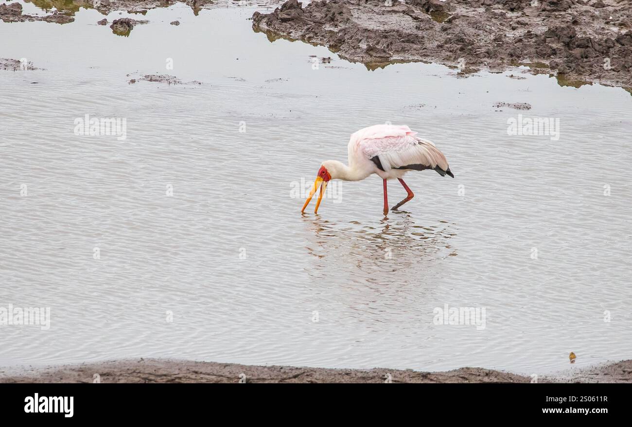 Yellow billed stork (Mycteria ibis) is a large bird of the stork family ...