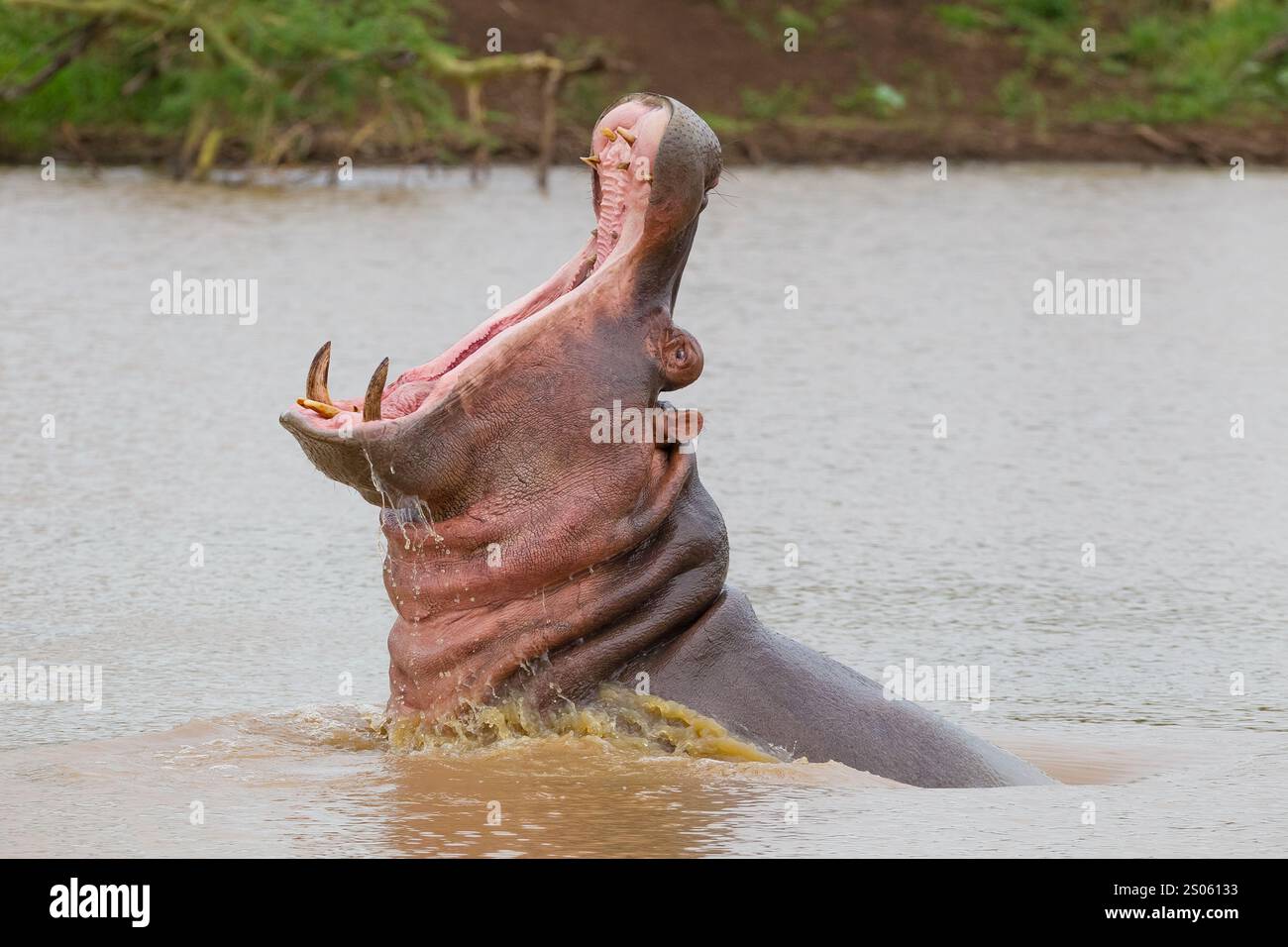 There are many hippos (Hippopotamus amphibius) in the lake St. Lucia in ...