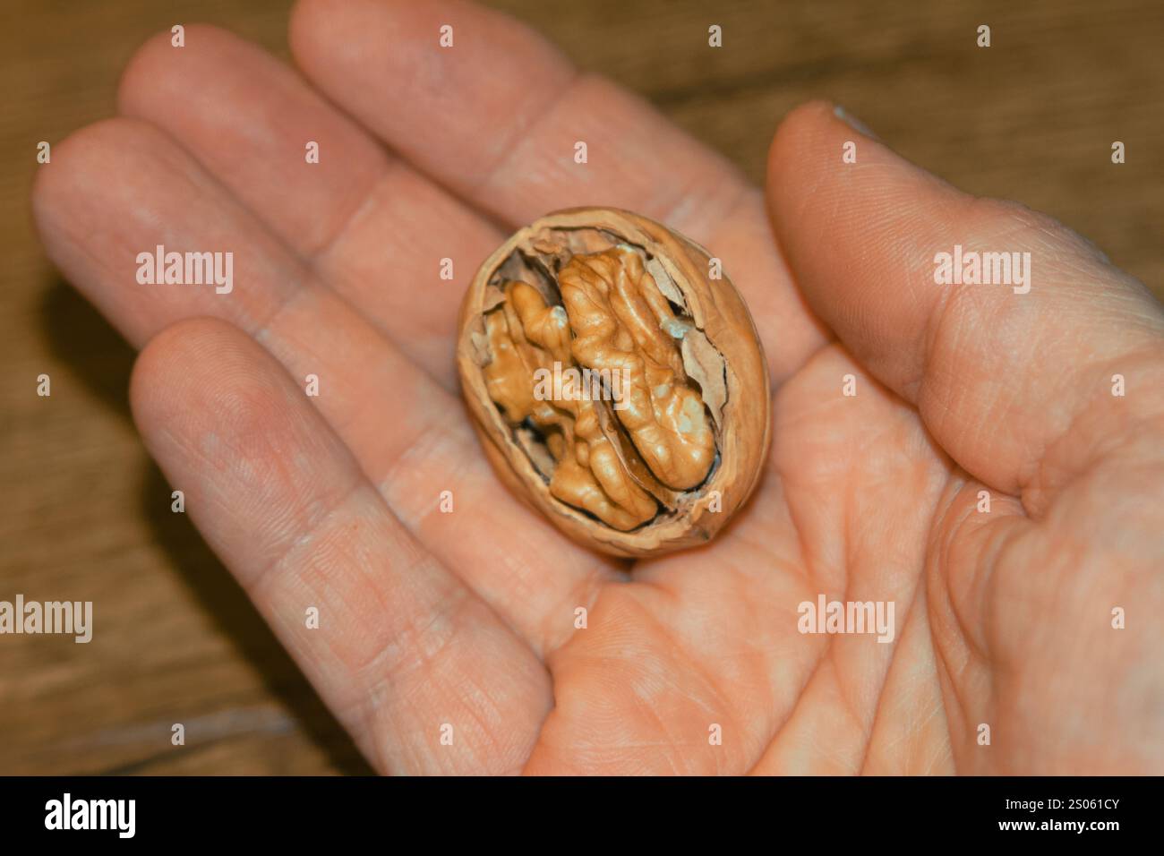 Hand Holding a Cracked Walnut Shell with Kernels Close Up Stock Photo ...