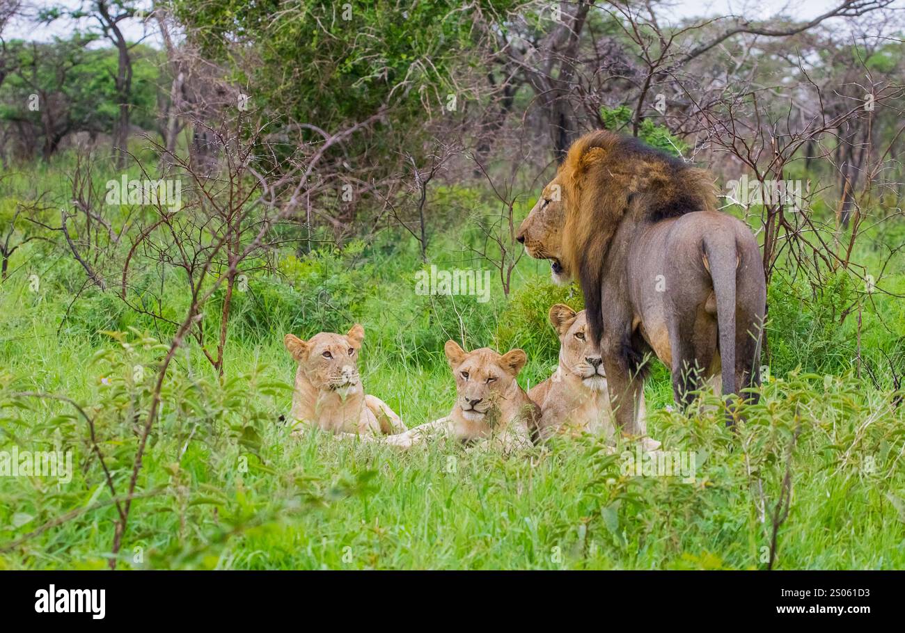 The Lions (Panthera leo) often hunt in groups at the Munyawana Private ...