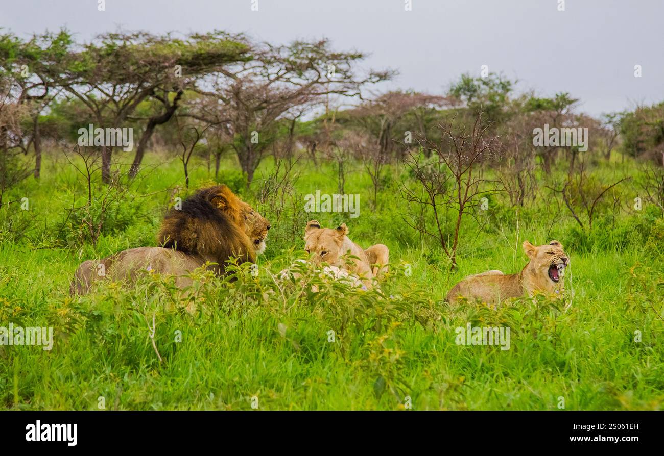 The Lions (Panthera leo) often hunt in groups at the Munyawana Private ...