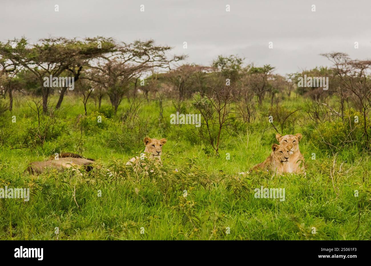 The Lions (Panthera leo) often hunt in groups at the Munyawana Private ...