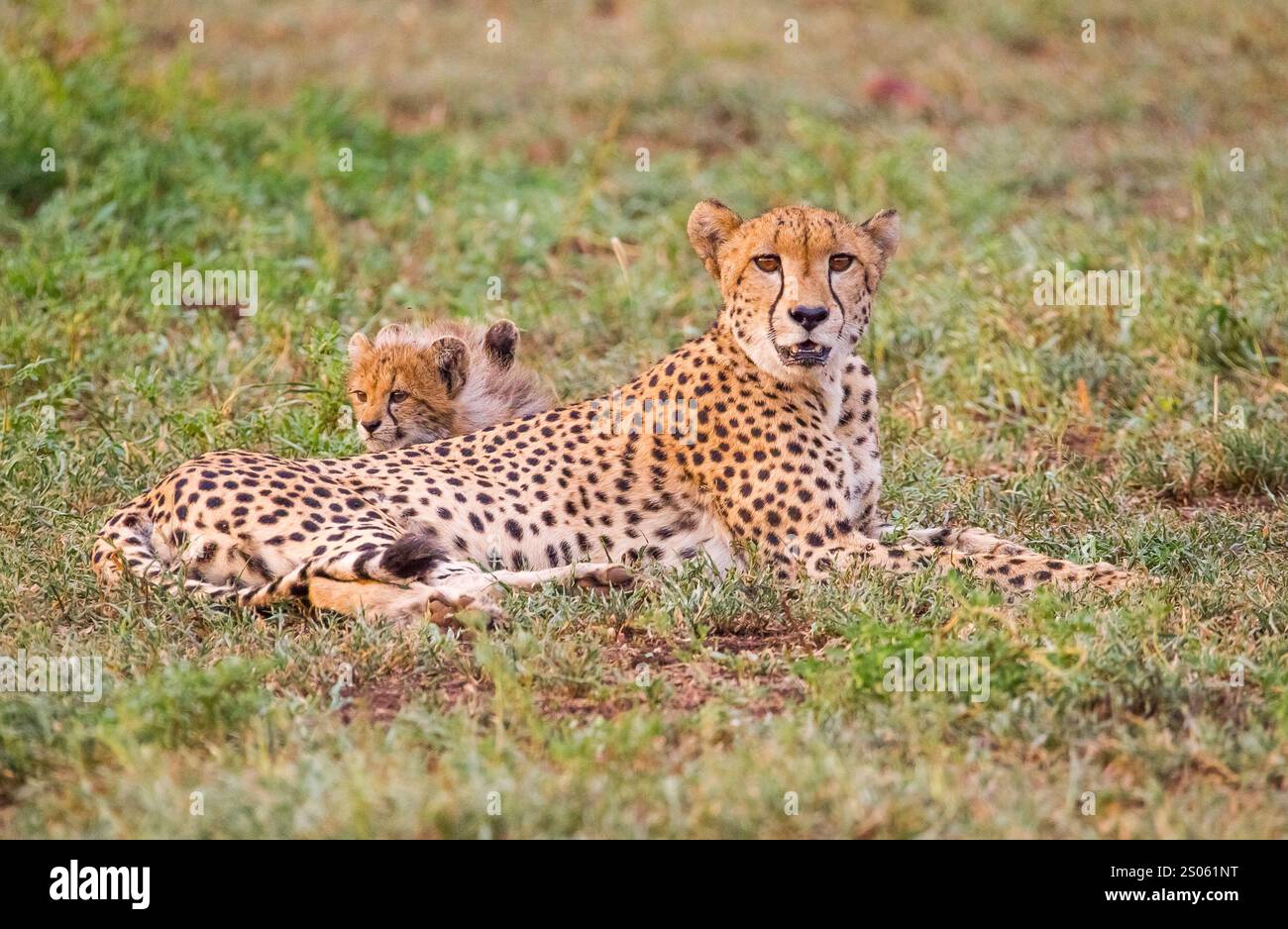 Cheetahs (Acinonyx jubatus) one of the most favorite predators of ...