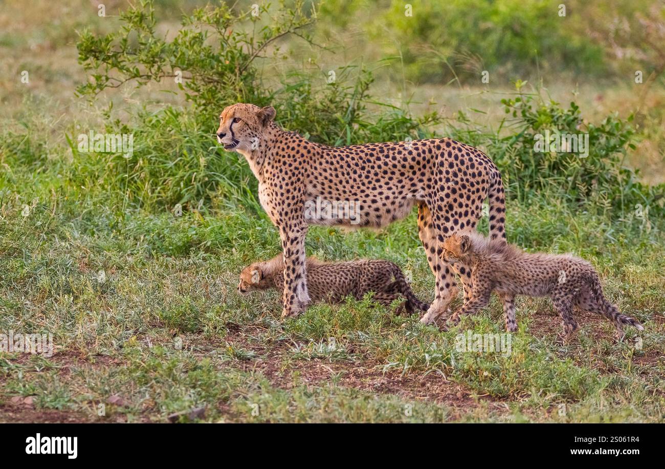 Cheetahs (Acinonyx jubatus) one of the most favorite predators of ...
