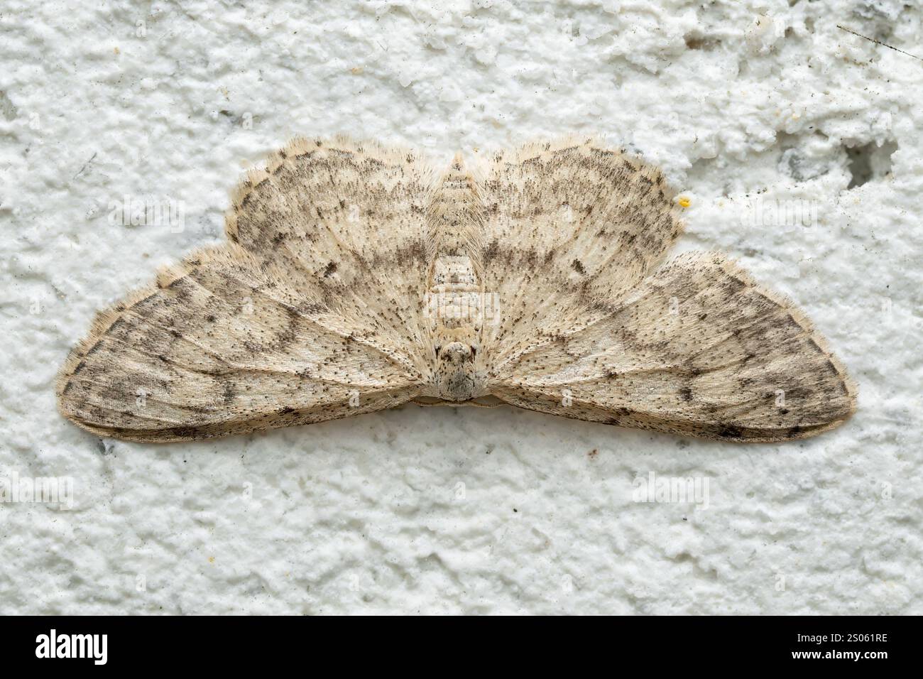 Small Dusty Wave moth - Idaea seriata, small bright white and yellow ...
