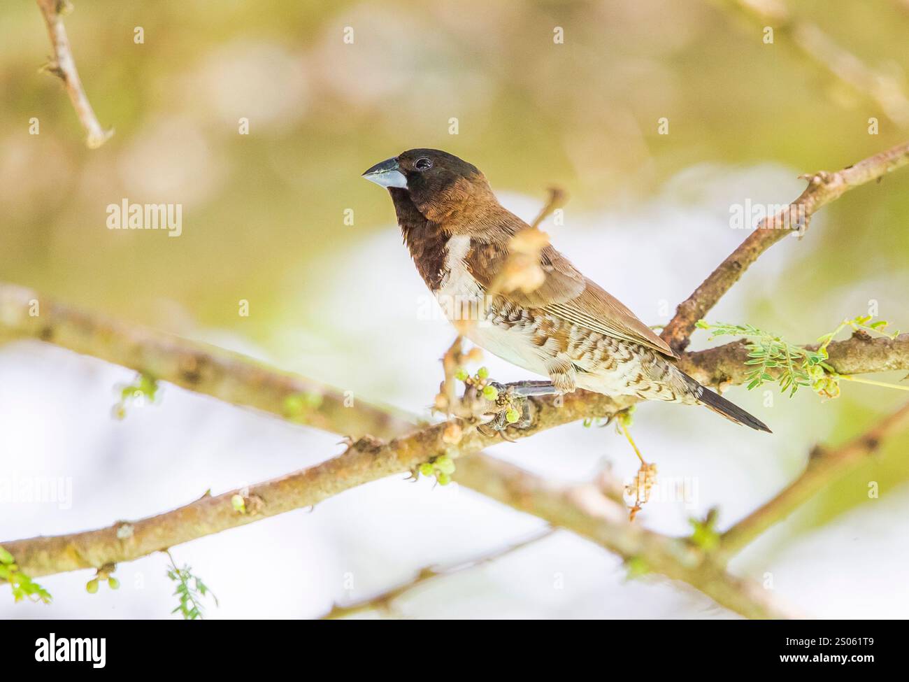 Bronze mannikin (Lonchura cucullata) is a small songbird of Afrotropics ...
