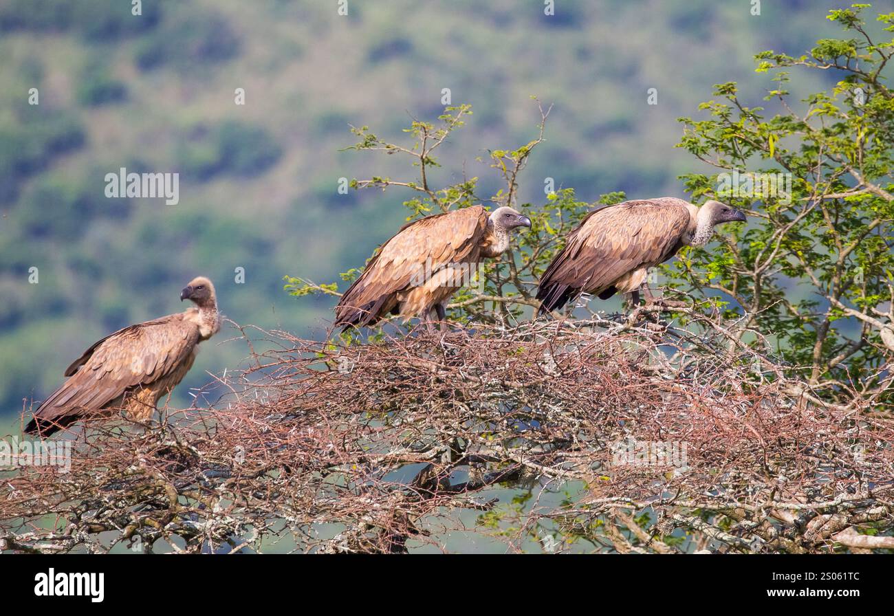 The white-backed vulture (Gyps africanus) is a typical vulture, with ...