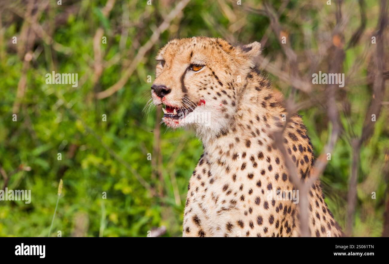 The world's fastest land animal, Cheetah (Acinonyx jubatus), hunt a ...