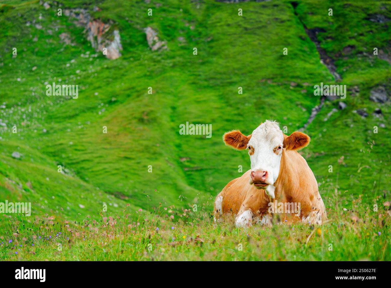 Cow on mountain meadow hi-res stock photography and images - Alamy