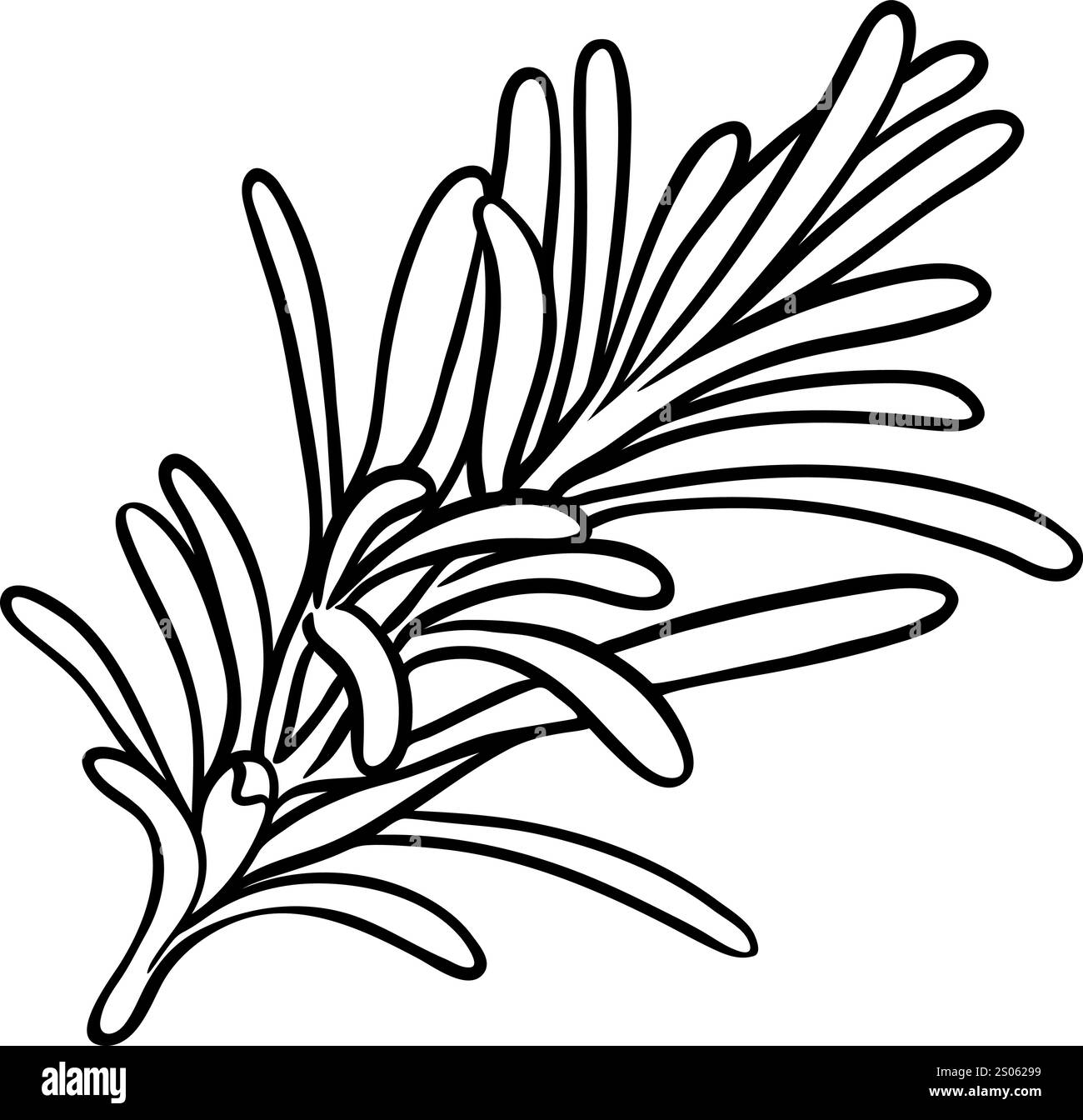 Rosemary Branch with Leaves Outline Illustration Stock Vector Image ...