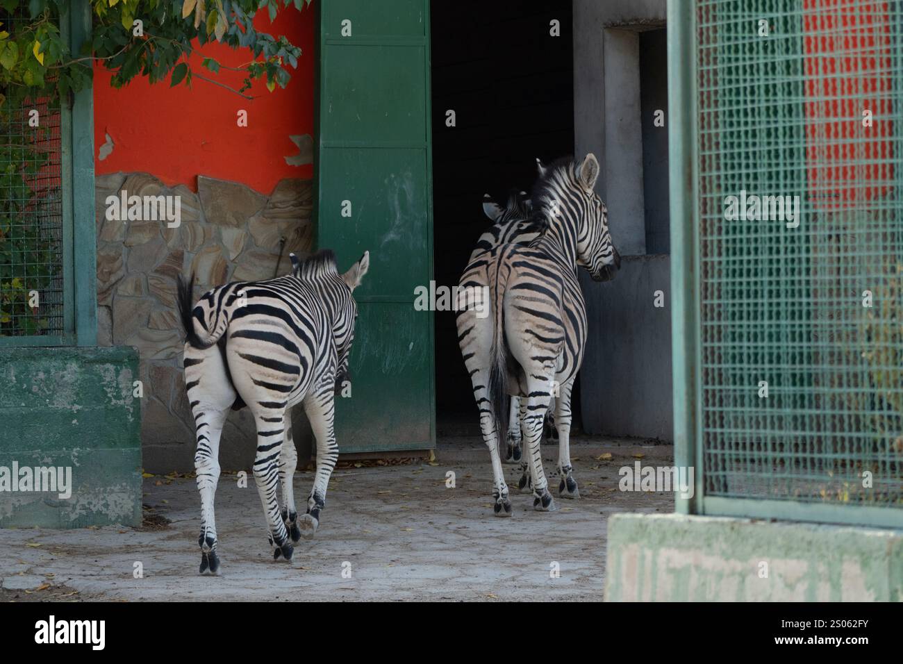 Zebras Zoo Enclosure Exit: Two zebras exiting their enclosure at a zoo ...
