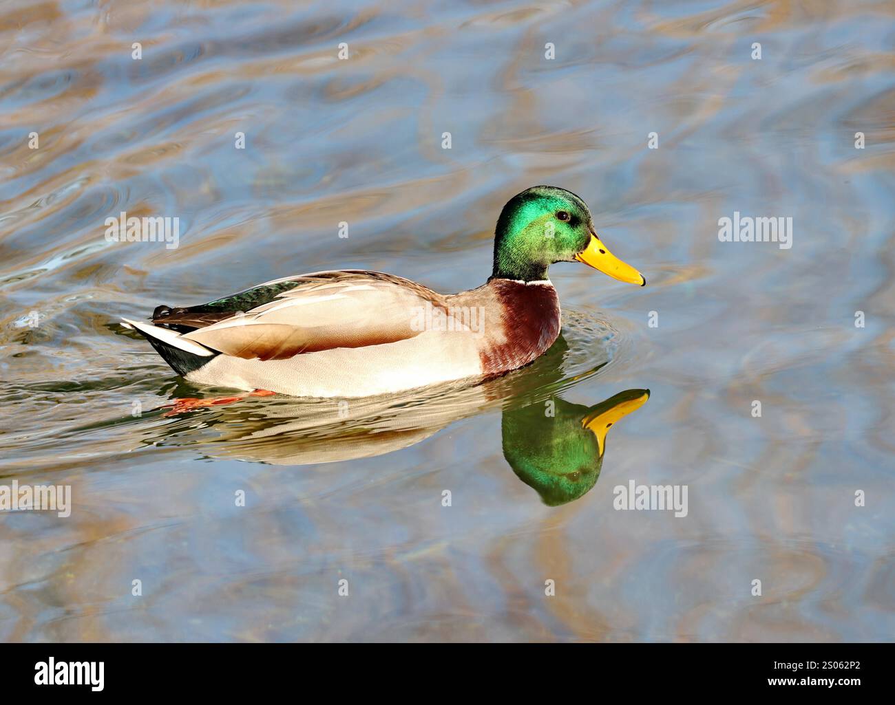 Mandarin ducks swim in the lake at Beihai Park in Beijing, China, 22 ...