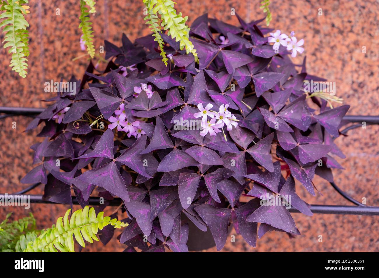 Oxalis flower. Purple leaves. Plant in pot Stock Photo - Alamy