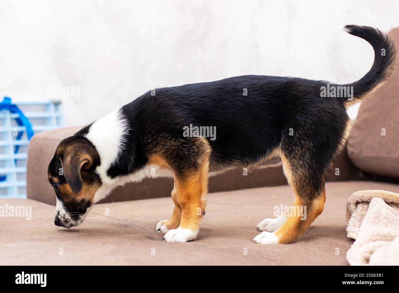 A small brown and white dog is intently sniffing something intriguing ...