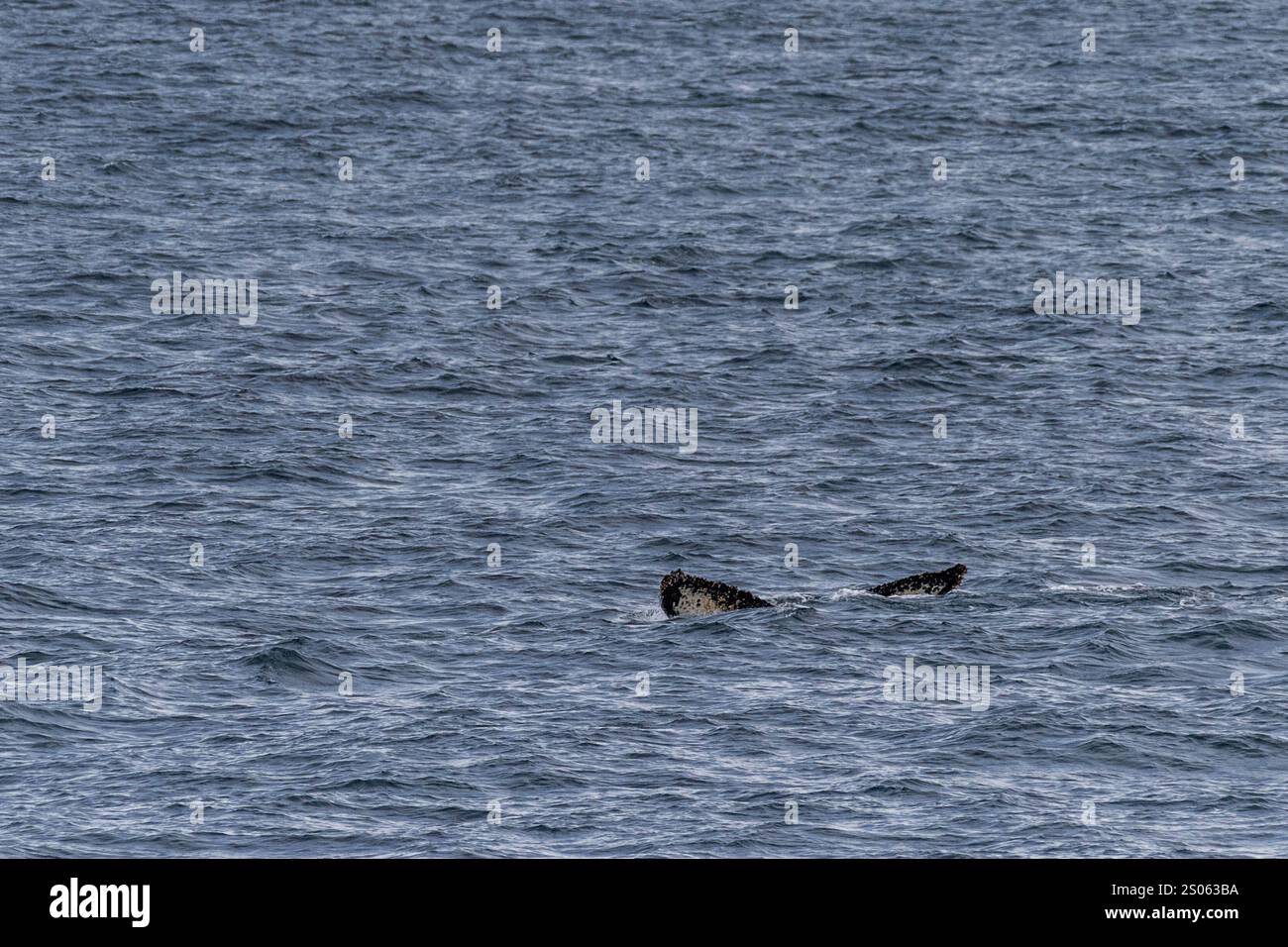 Impression of the Scenery near Anvers Island, on the Antarctic ...