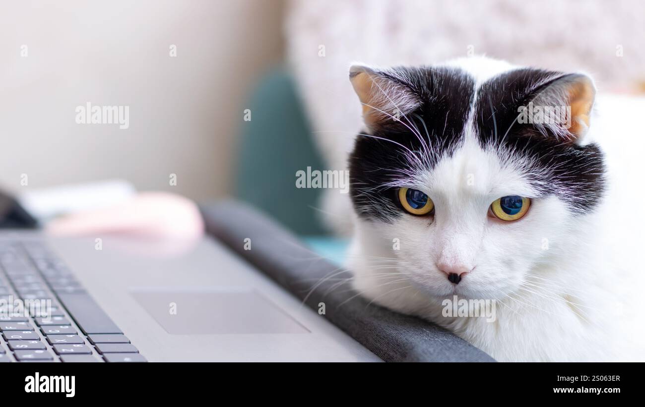 A black and white cat is intently observing the bright screen of a ...