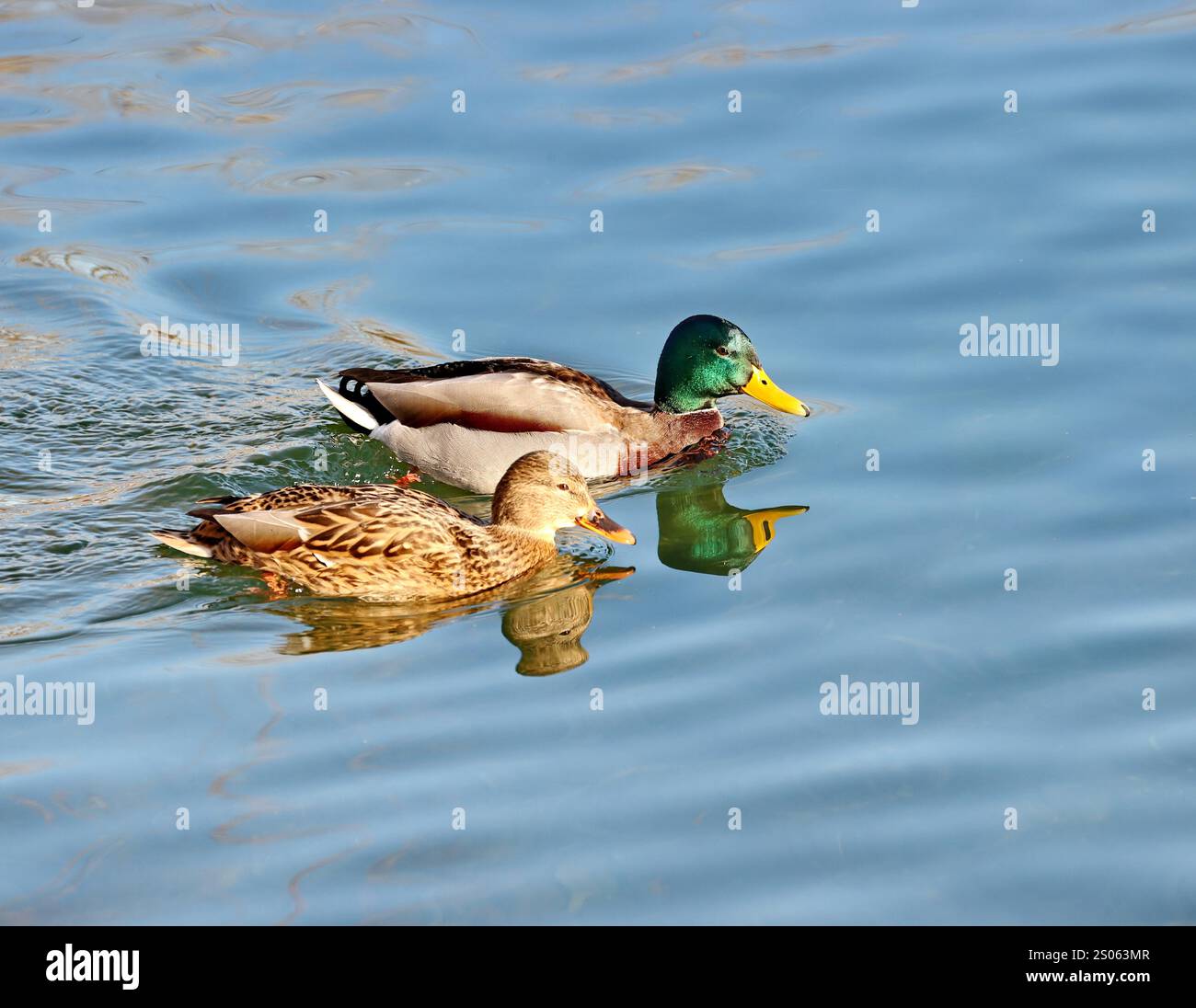 Mandarin ducks swim in the lake at Beihai Park in Beijing, China, 22 ...