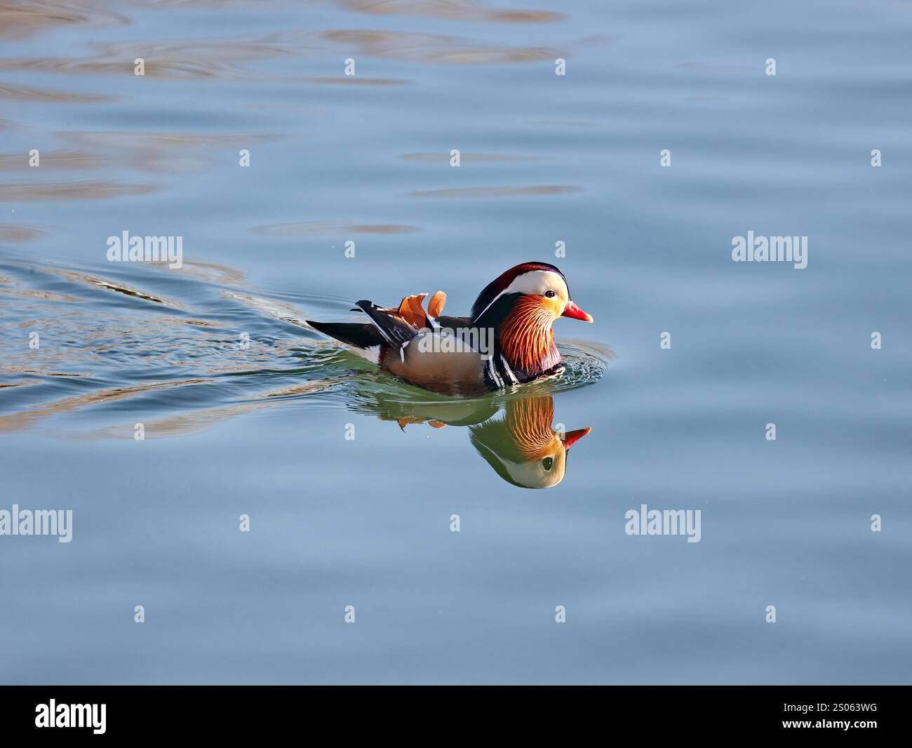 Mandarin ducks swim in the lake at Beihai Park in Beijing, China, 22 ...