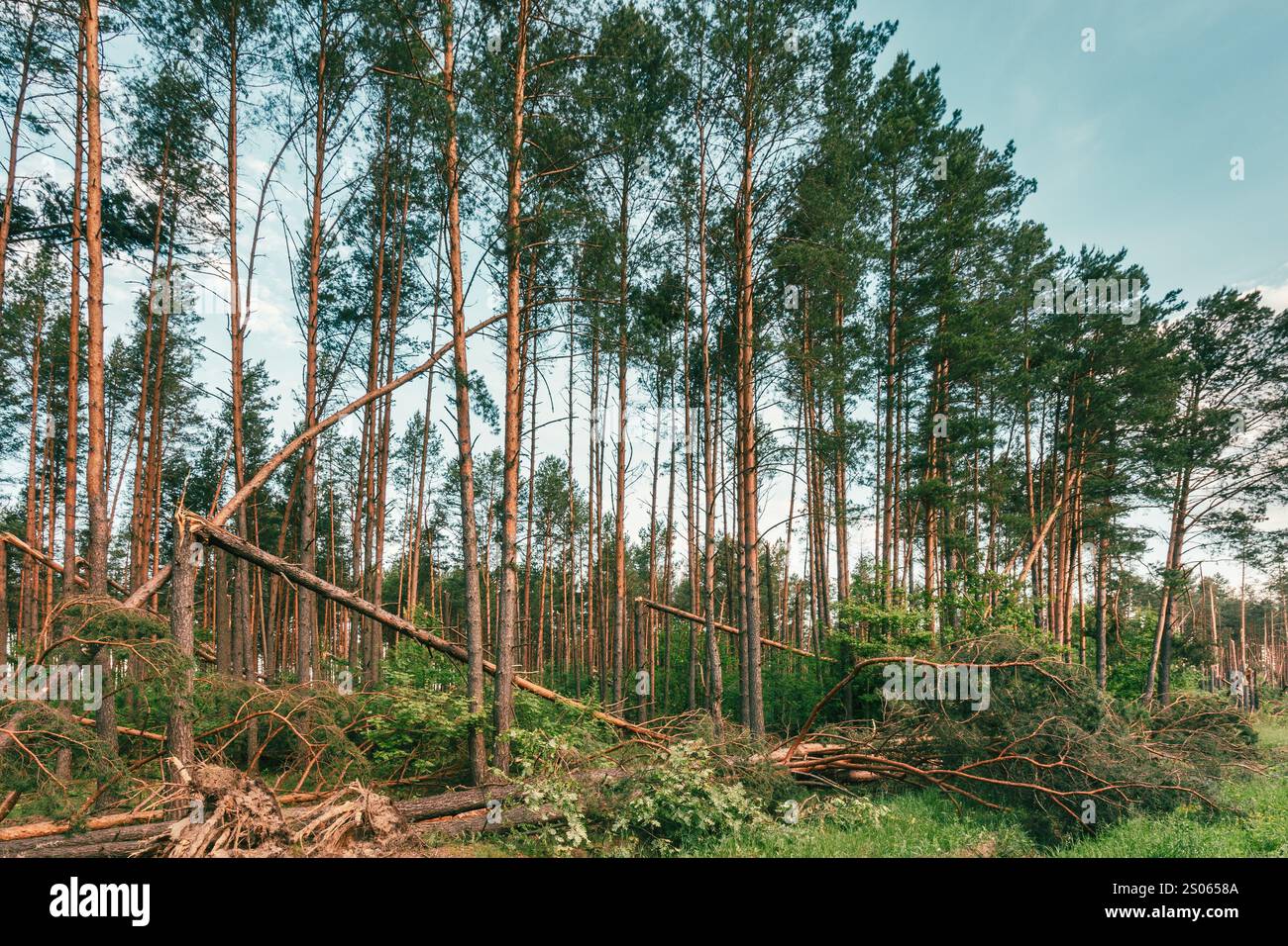 Windfall in forest. Storm damage. Fallen trees in coniferous forest ...