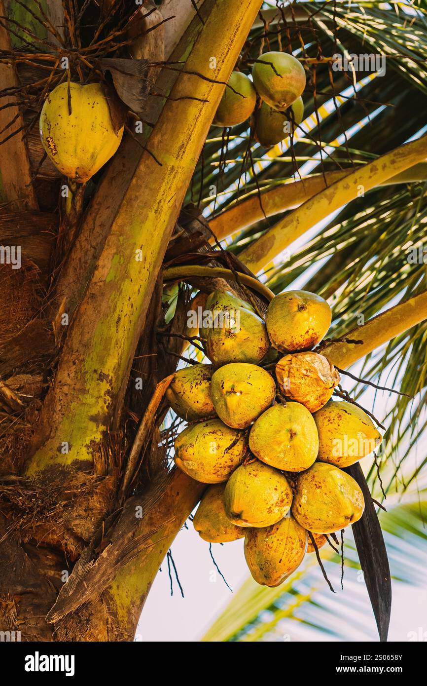 Goa, India. Close View Of Fruits Of Coconut Tree Palm Stock Photo - Alamy