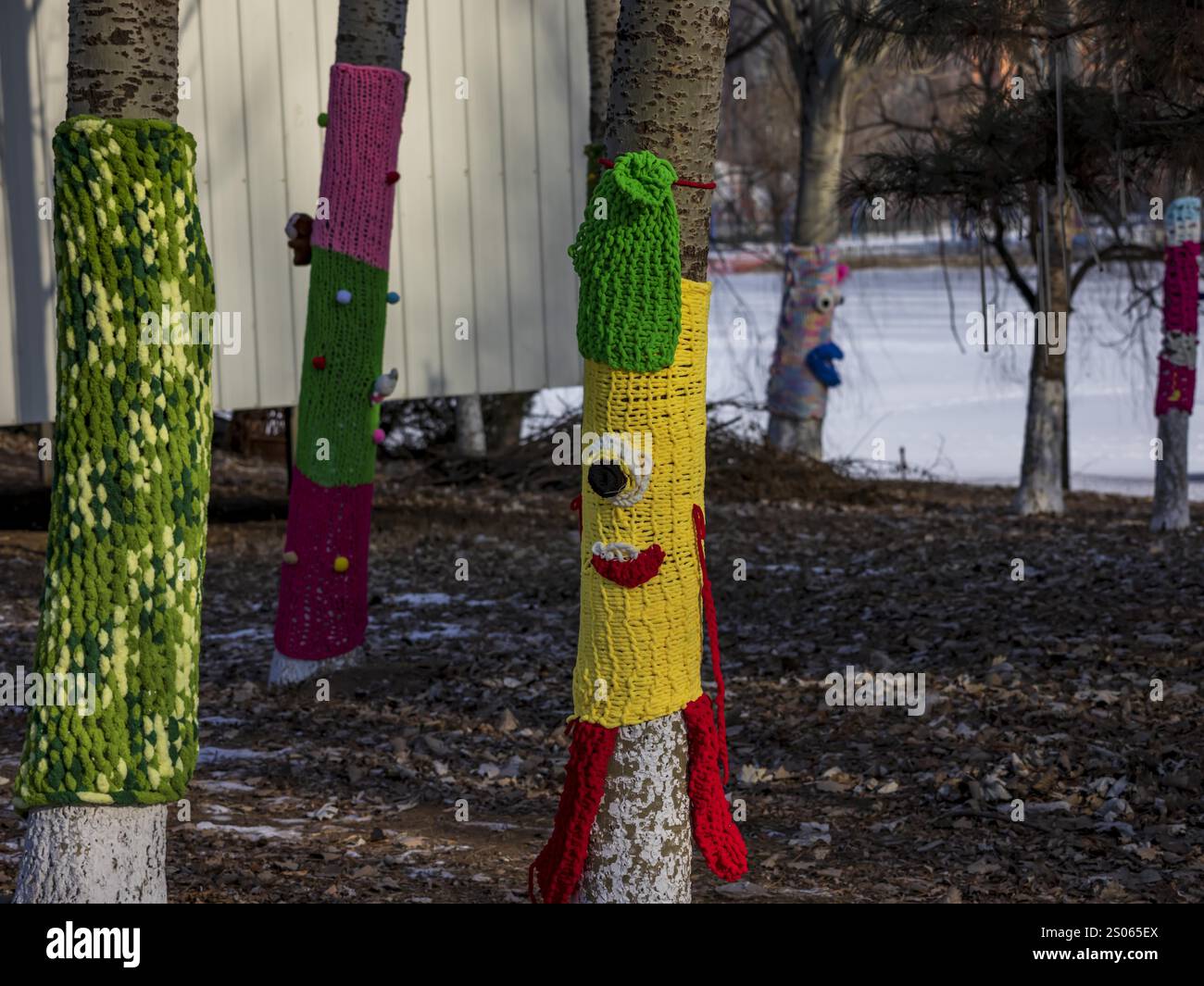 Trees on the street are put on brightly colored "sweaters" for winter ...