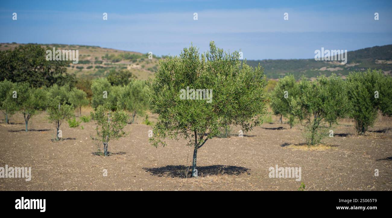 young olive tree ready for the first winter harvest Stock Photo - Alamy