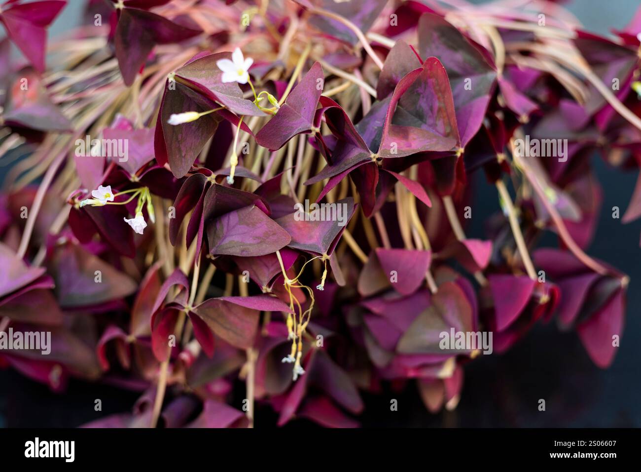 Closeup of a Oxalis triangularisshamrock plant leaves folded due ...