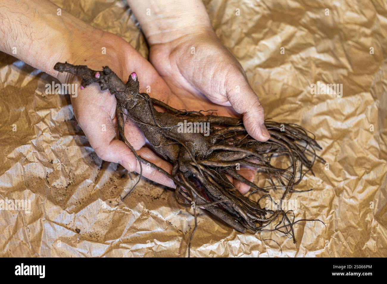 Large root of herbaceous peony with buds and roots before planting ...