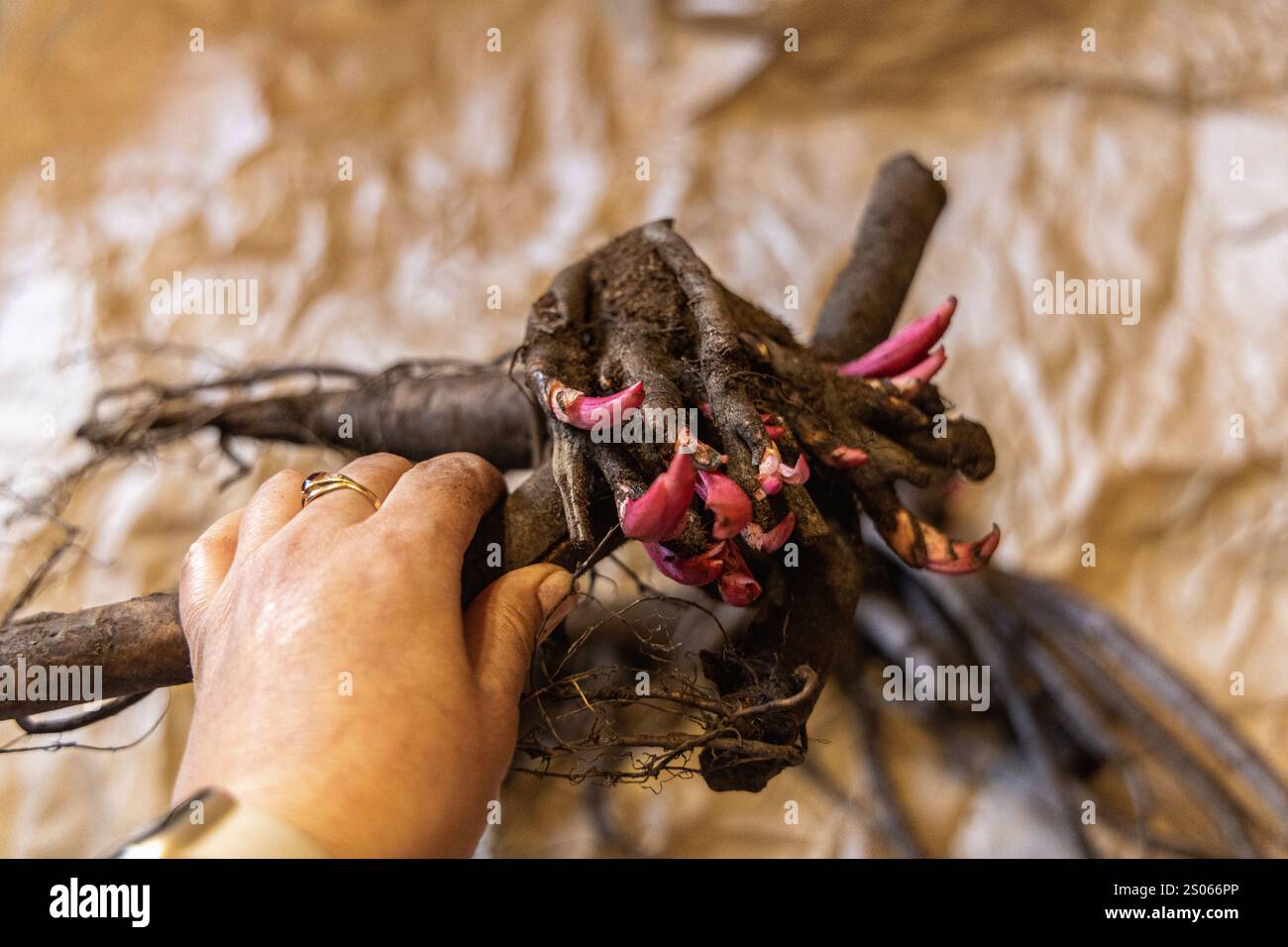 Large root of herbaceous peony with buds and roots before planting ...