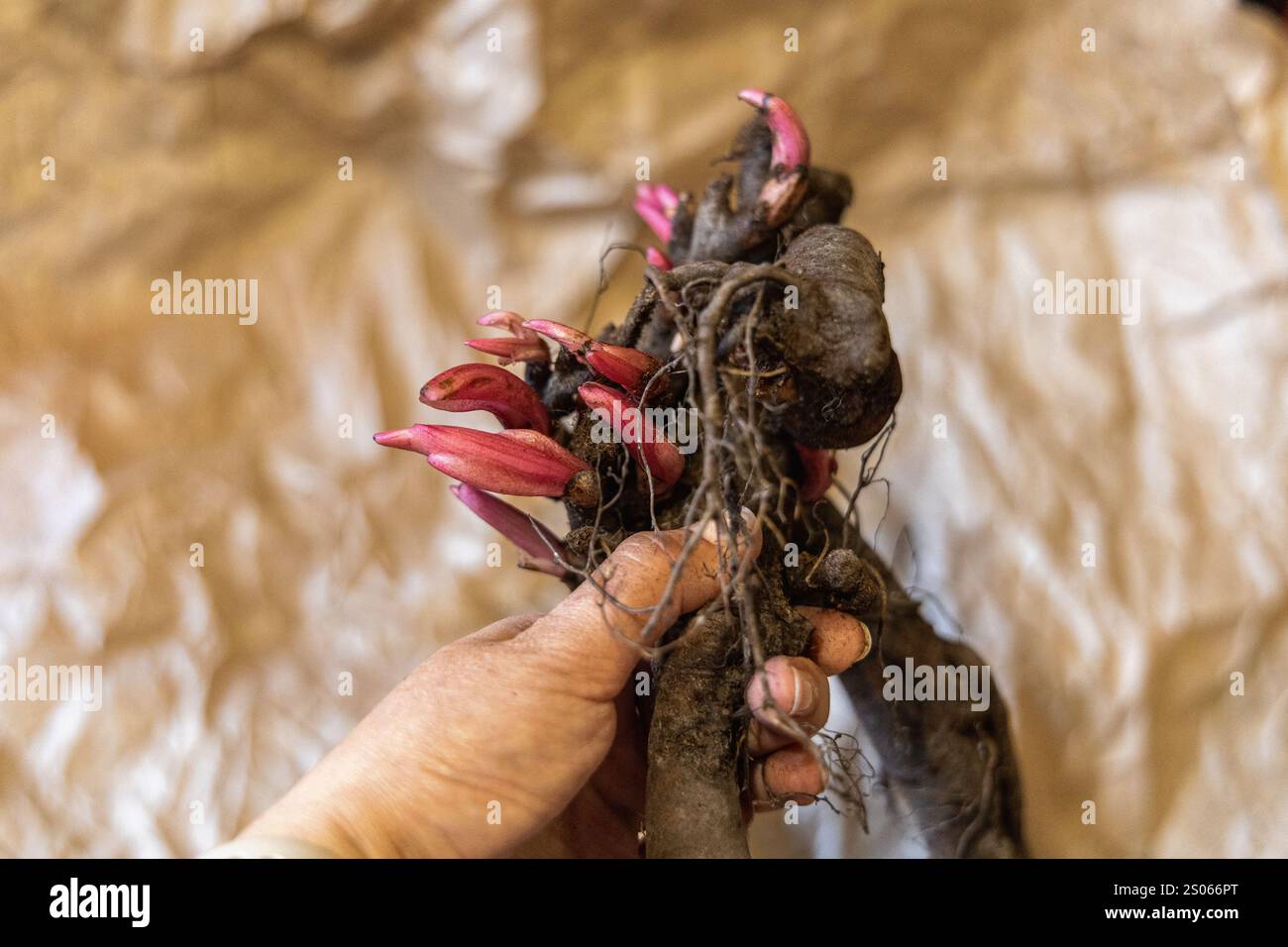 Large root of herbaceous peony with buds and roots before planting ...