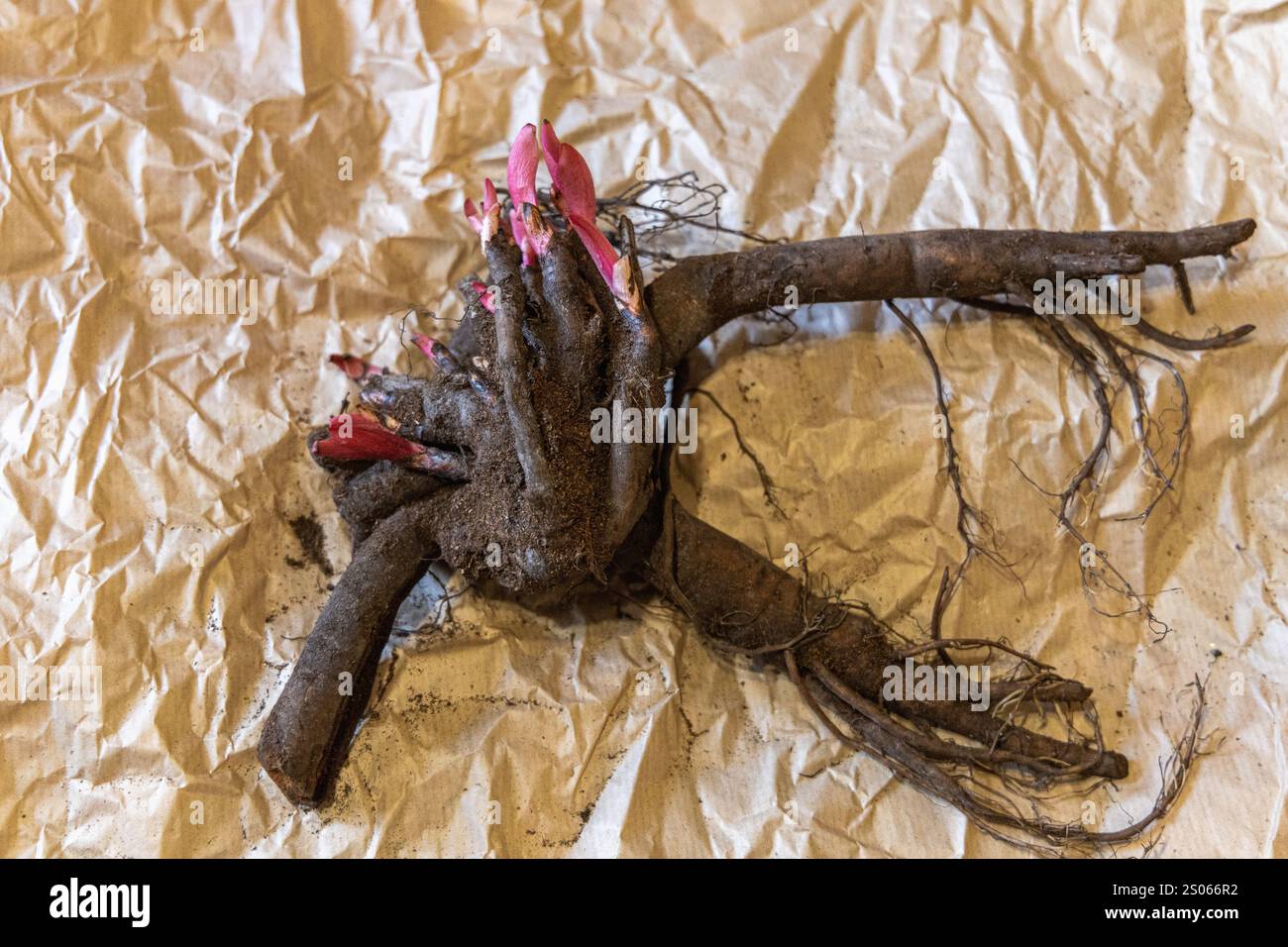 Large root of herbaceous peony with buds and roots before planting ...