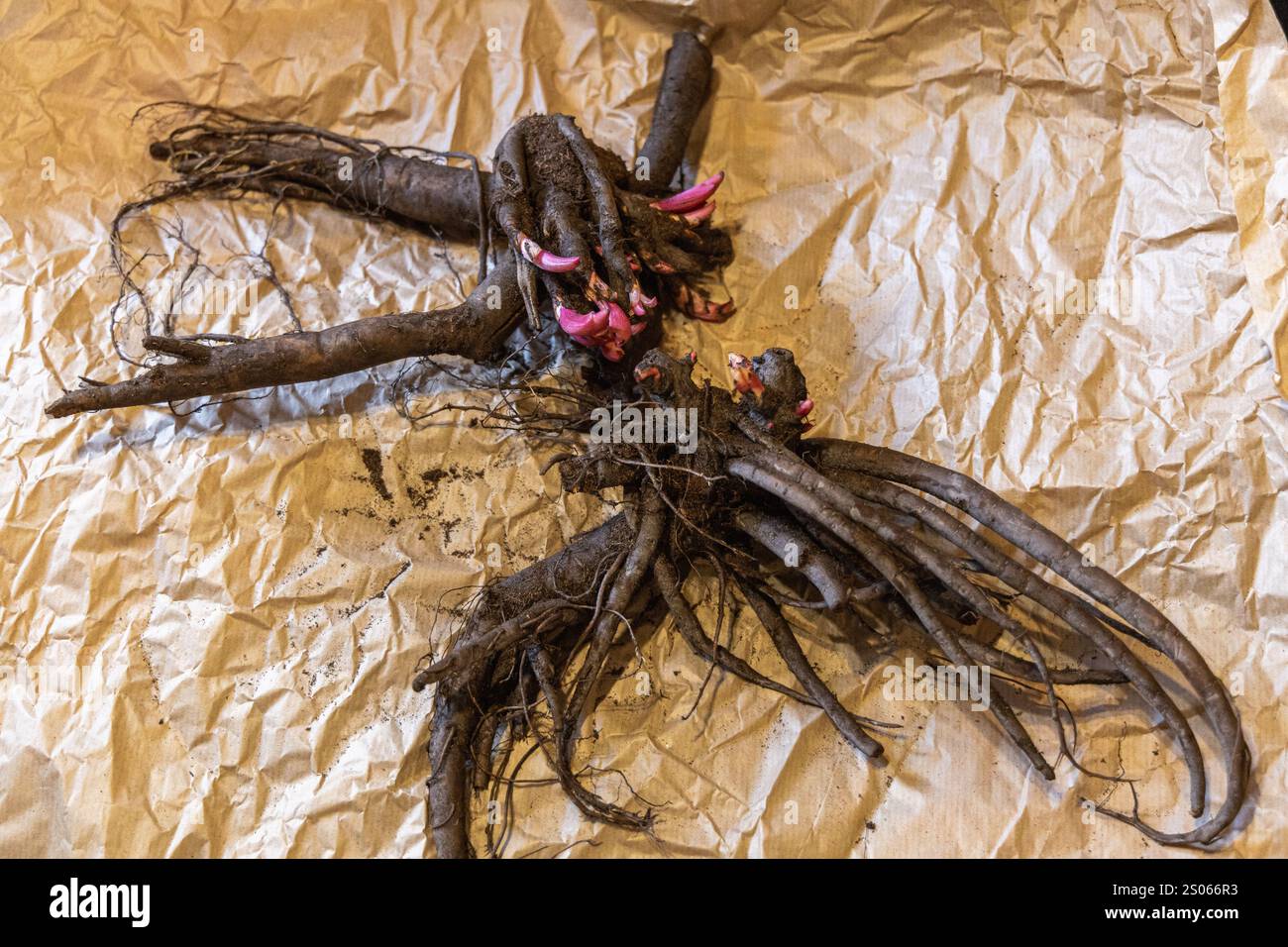Large roots of herbaceous peony with buds and roots before planting ...