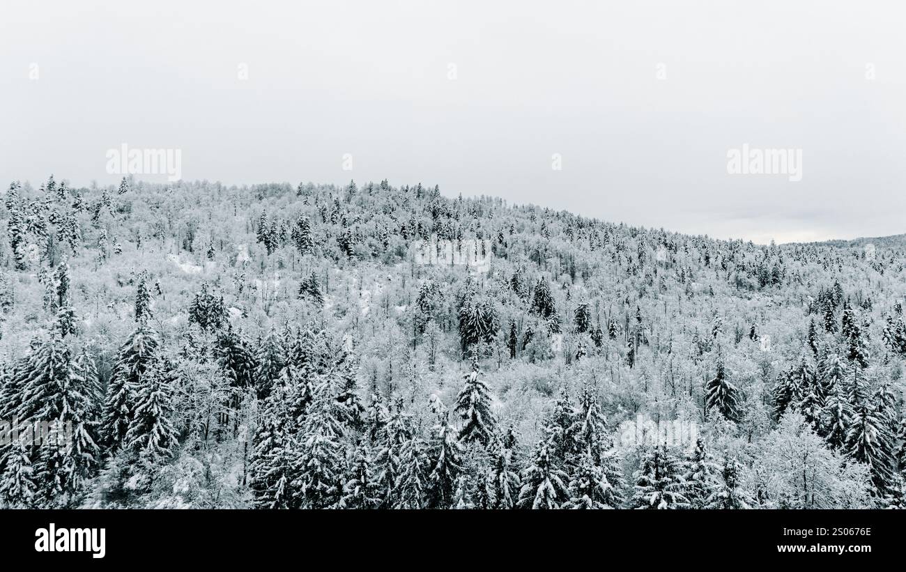 A breathtaking panoramic view of a dense forest blanketed in snow ...