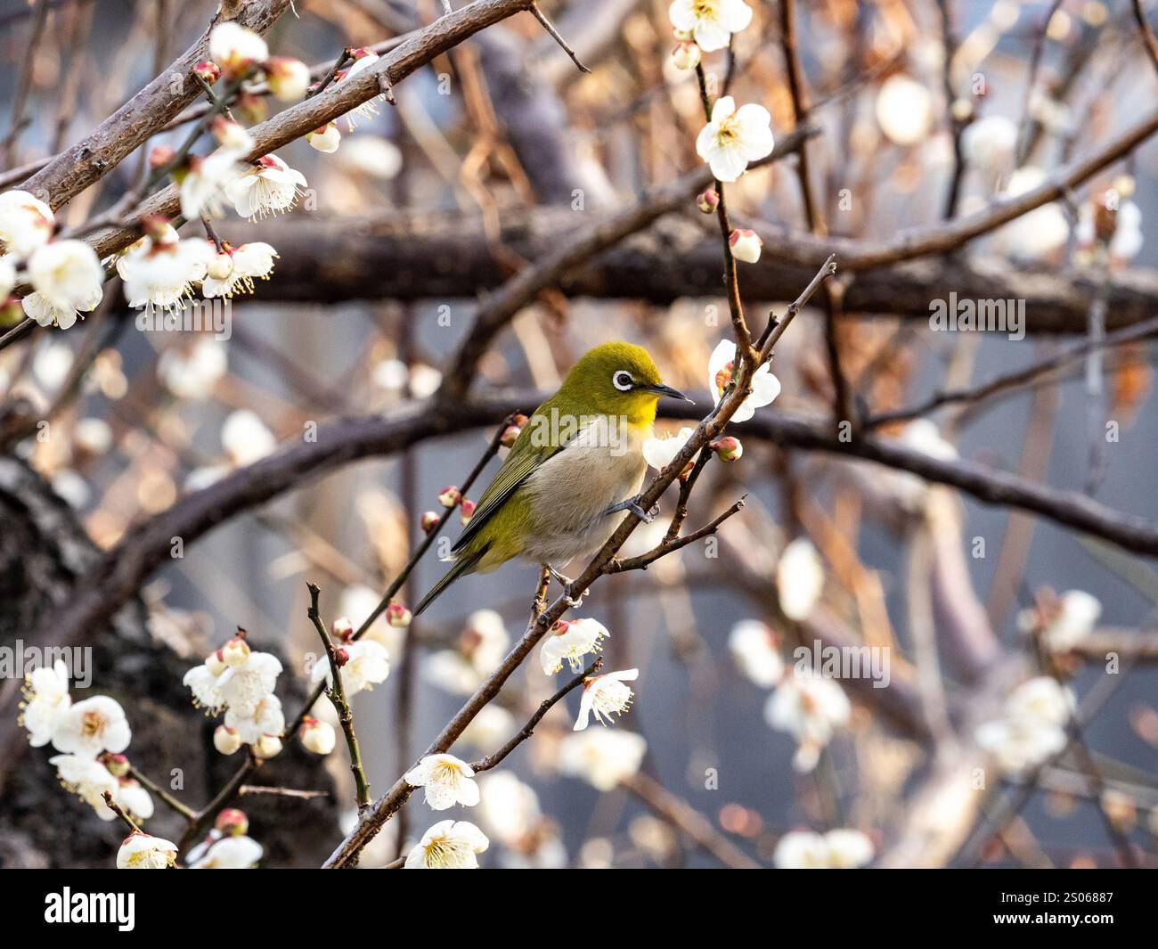A cute Japanese warbling white eye, Zosterops japonicus, perched in ...