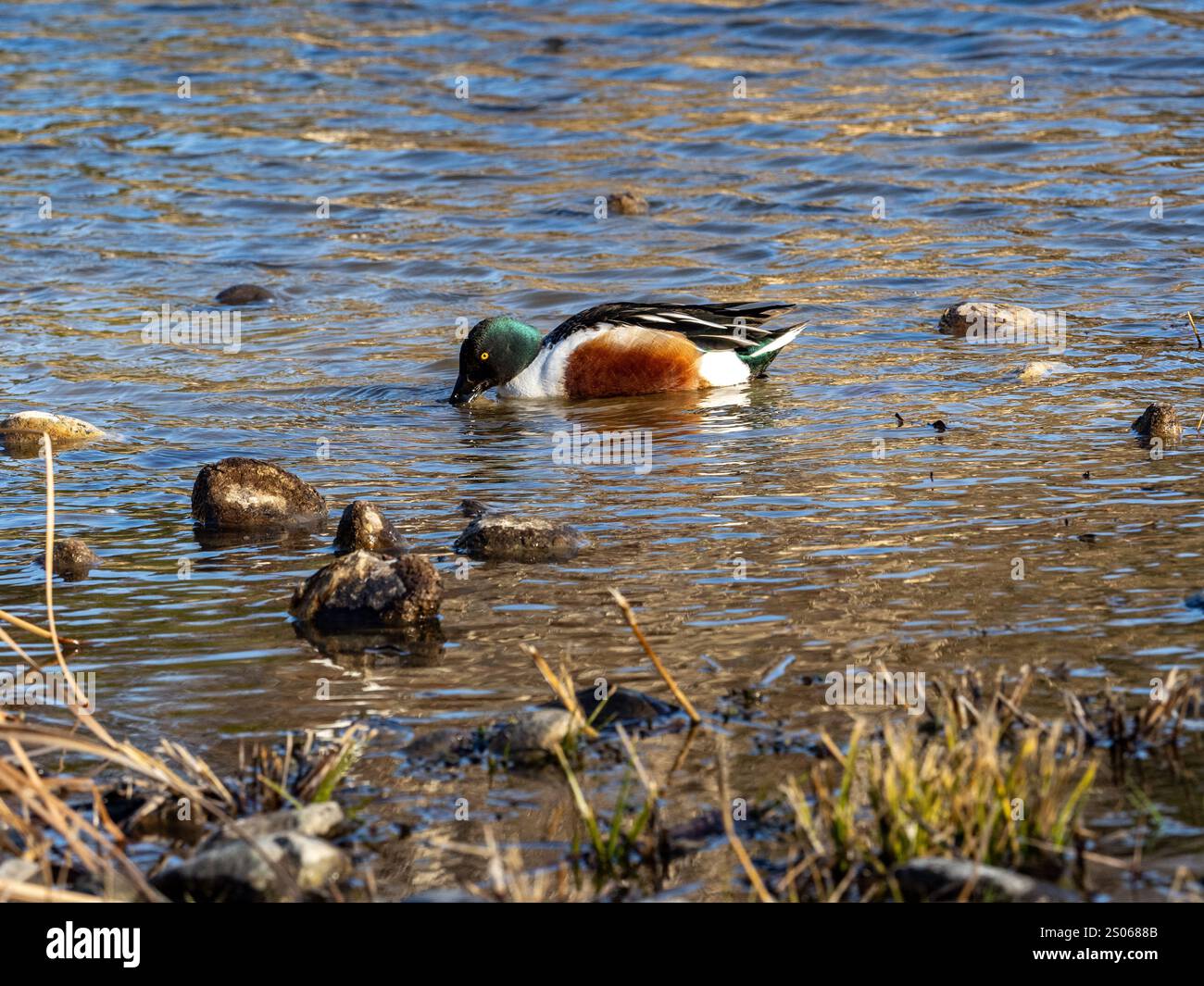 A male Northern Shoveler duck, Spatula clypeata, digs for food in the ...