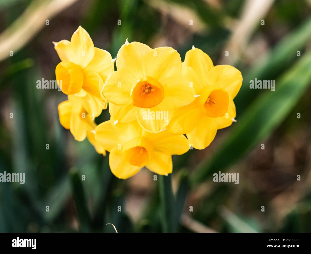 A bunch of bright golden Bunch-flowered Daffodils, Narcissus tazetta ...