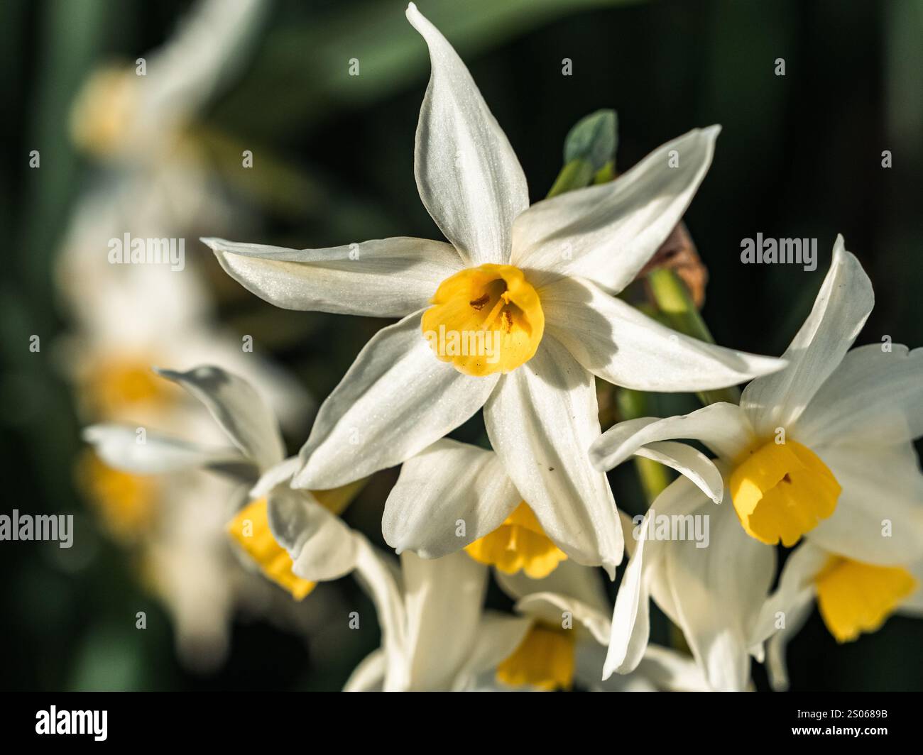 A bunch of bright white and gold Bunch-flowered Daffodils, Narcissus ...