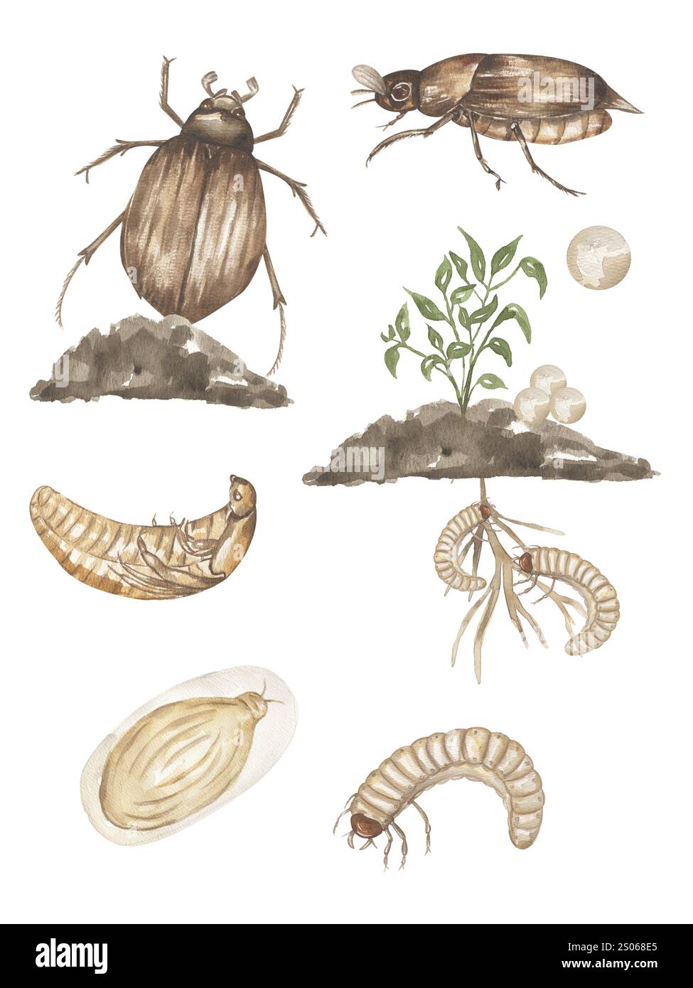 watercolor hand drawn chafer beetle life cycle poster illustration ...
