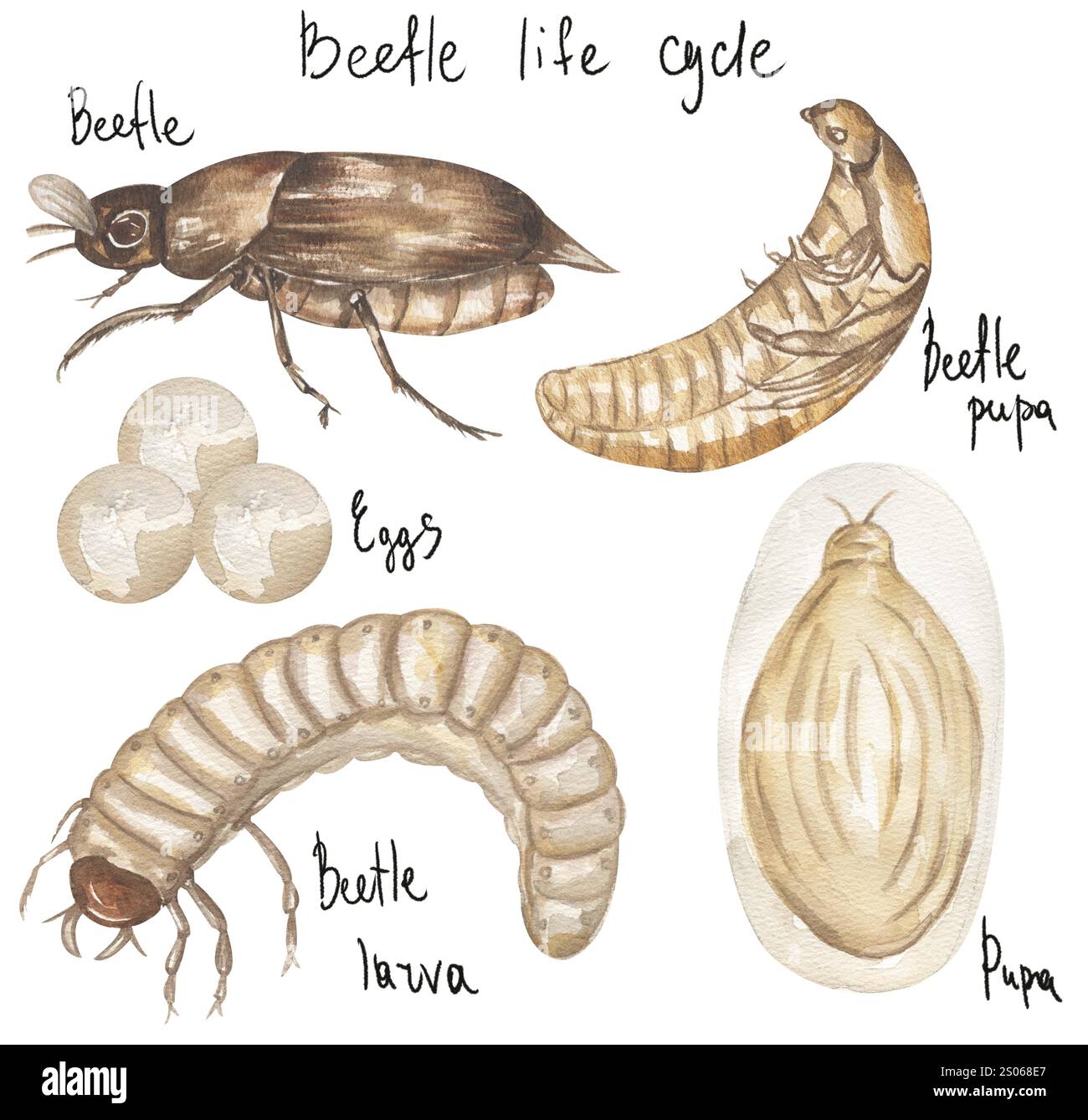 watercolor hand drawn chafer beetle life cycle illustration set ...