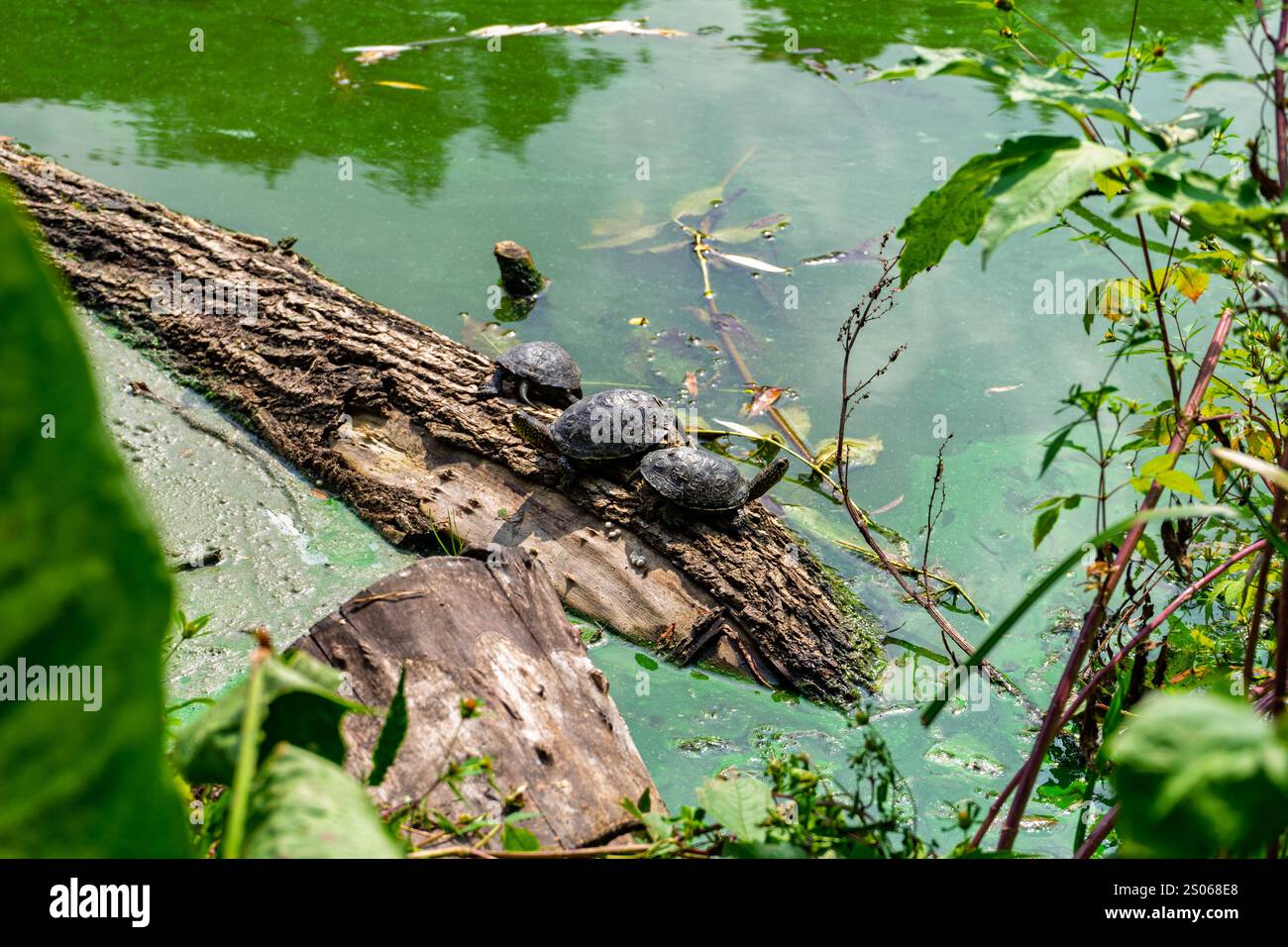 Three turtles rest on a wooden log protruding from a pond covered in ...