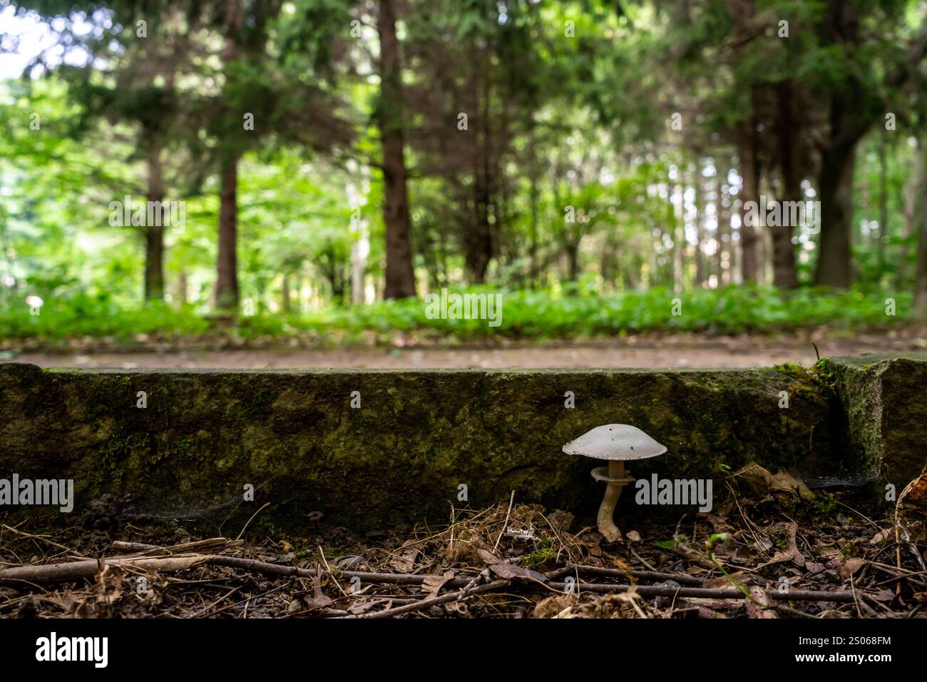 A small mushroom emerges from the earthy ground in a tranquil forest ...