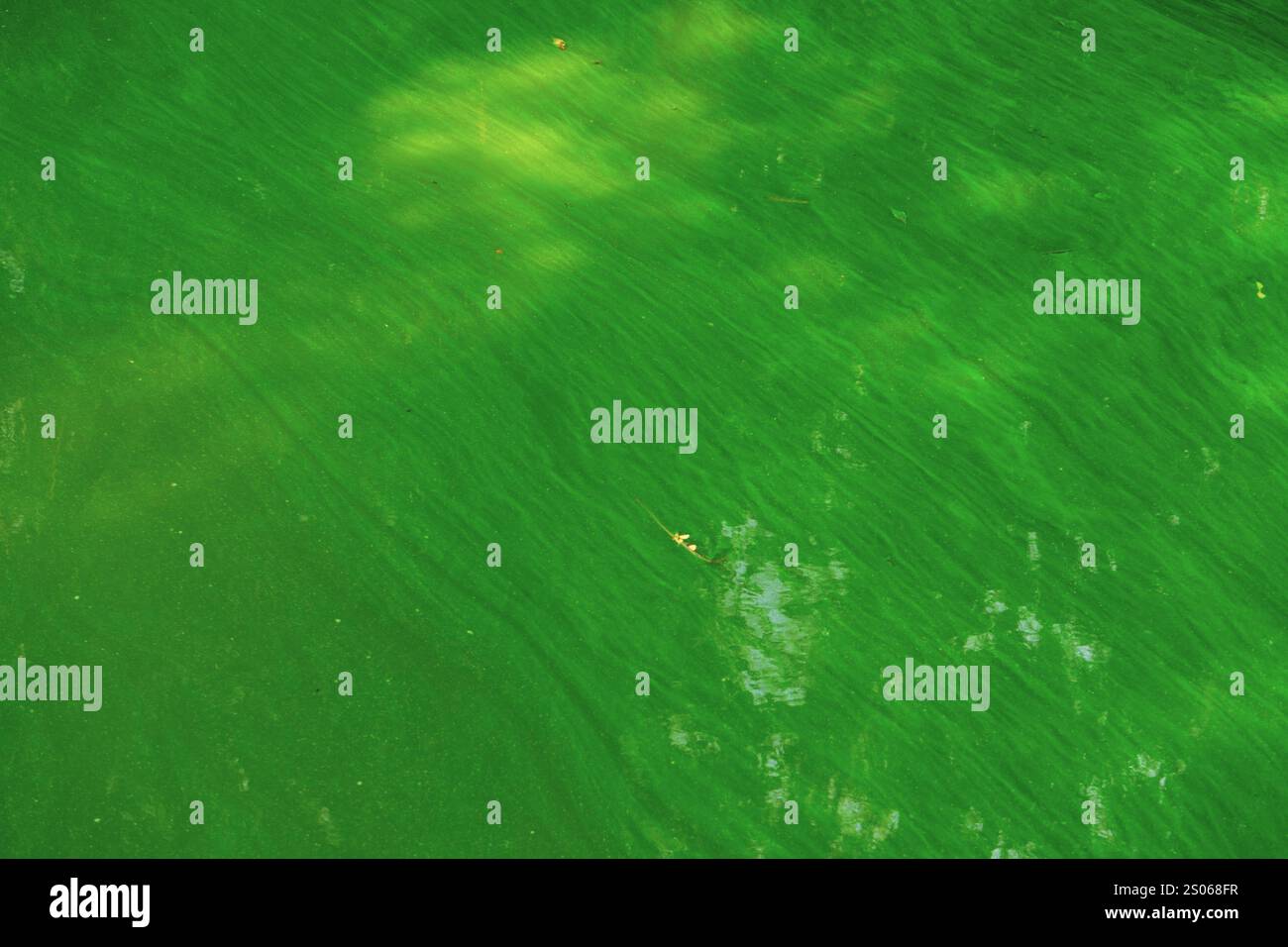 A vibrant layer of green algae spreads across the surface of the lake ...
