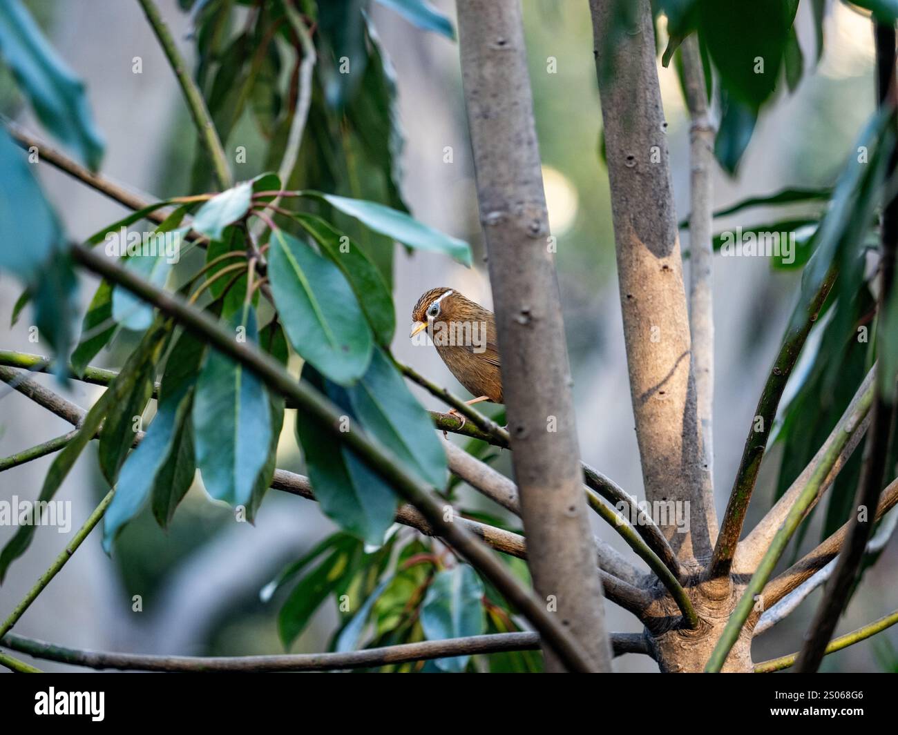 A Chinese hwamei laughing thrush, Garrulax canorus, sings while perched ...