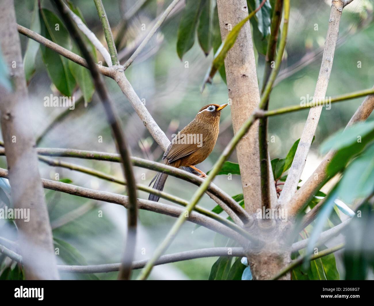 A Chinese hwamei laughing thrush, Garrulax canorus, sings while perched ...